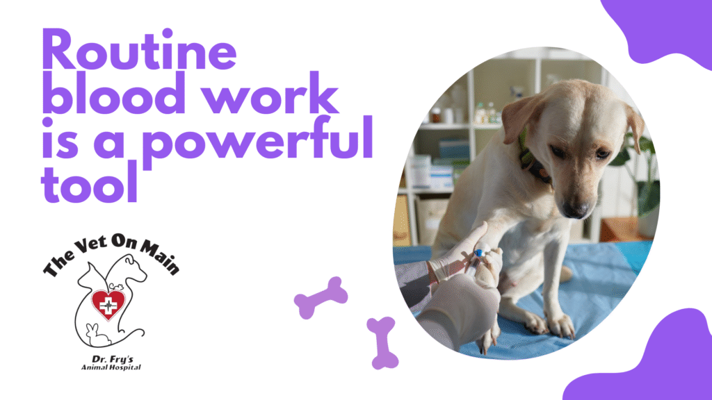 The Power of Routine Blood Work for Your Pet’s Health – The Vet On MAin