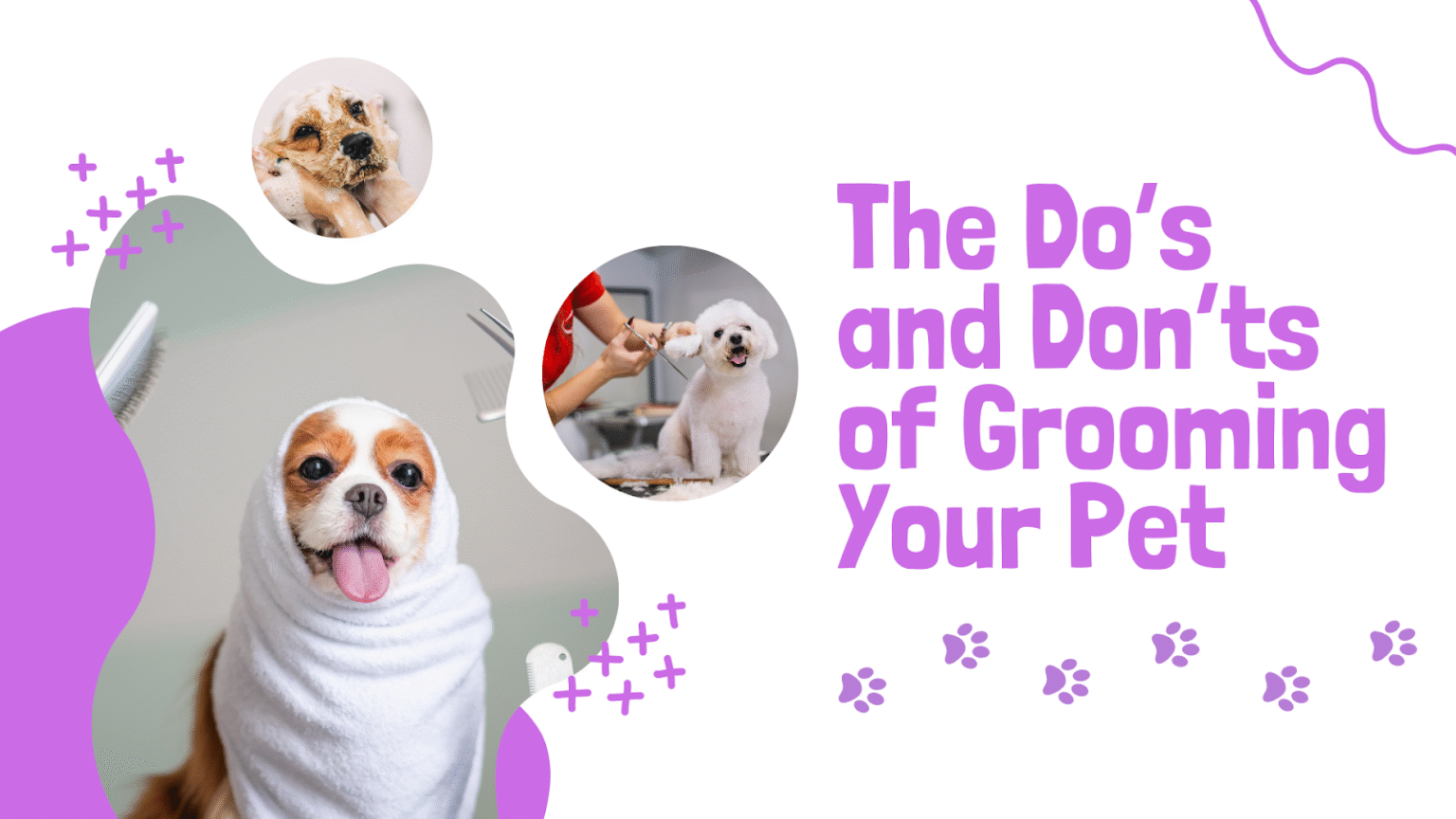 The Do’s and Don’ts of Grooming Your Pet – The Vet On Main